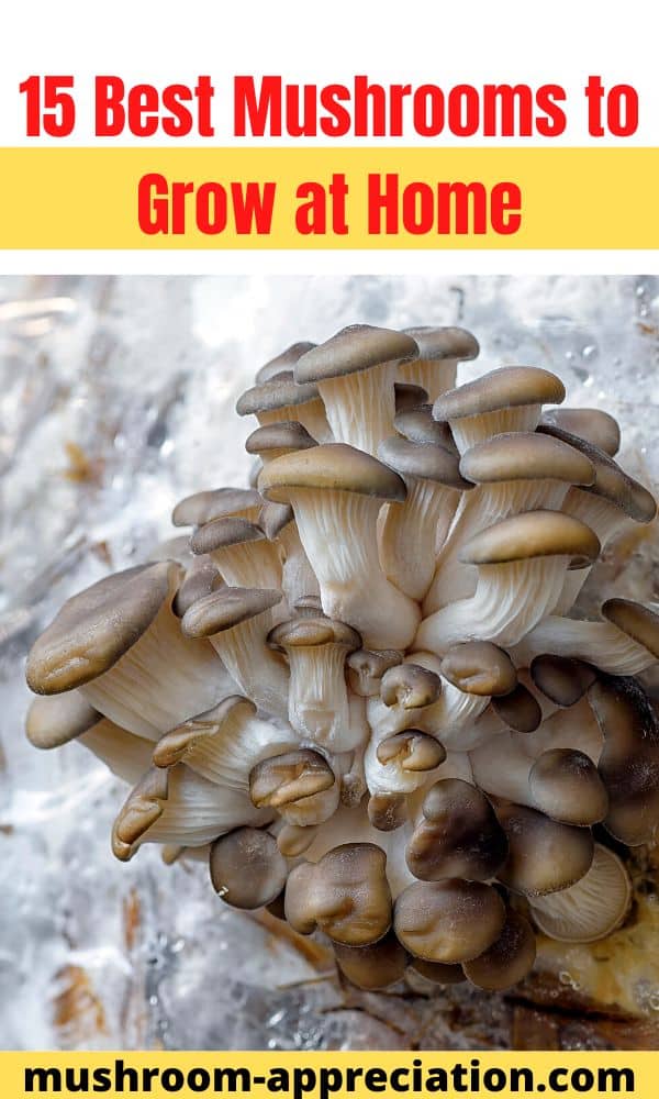 15 Best Mushrooms to Grow at Home - Mushroom Appreciation