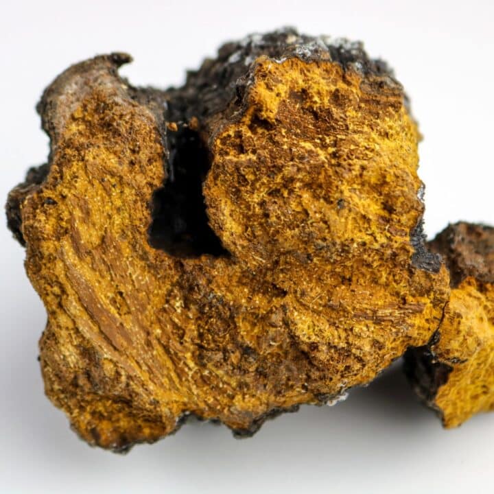 What Is Chaga Mushroom? Everything You Need to Know - Mushroom Appreciation