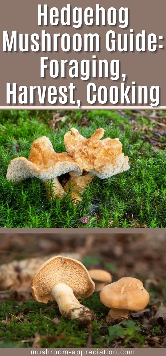 Hedgehog Mushrooms: Identification, Foraging, and Cooking - Mushroom ...