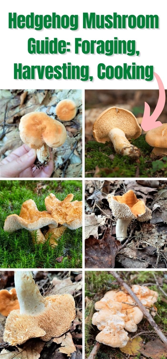 Hedgehog Mushrooms: Identification, Foraging, and Cooking - Mushroom ...