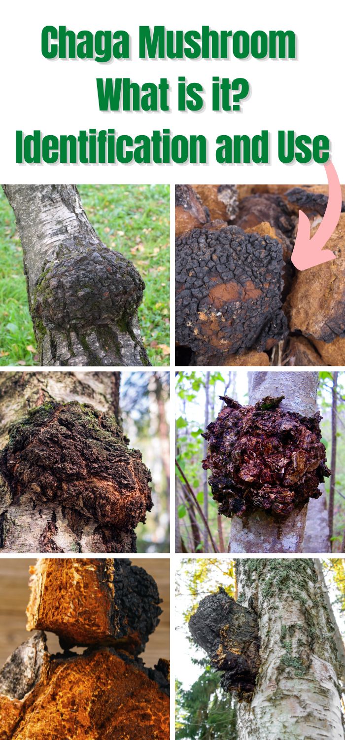 What Is Chaga Mushroom? Everything You Need to Know - Mushroom Appreciation