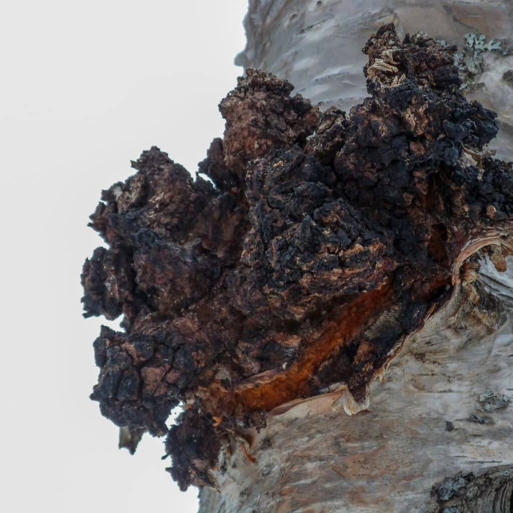 What Is Chaga Mushroom? Everything You Need to Know - Mushroom Appreciation