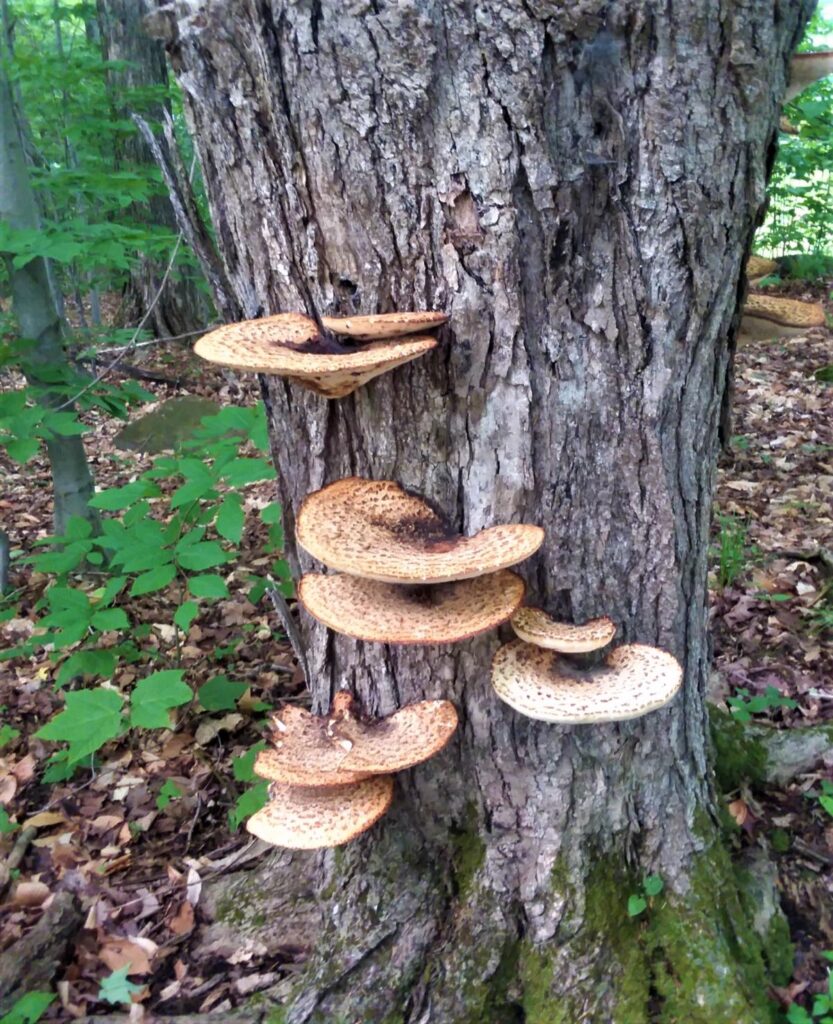 The Northern Tooth: An In-depth Identification Guide - Mushroom ...
