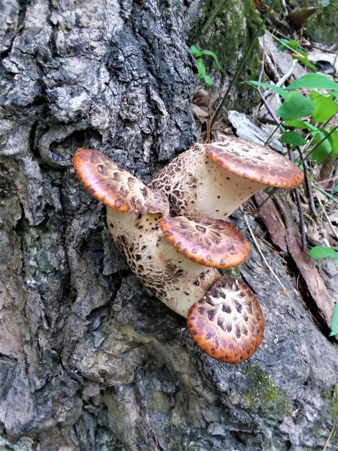 Dryads Saddle Lookalikes Foraging And Harvesting Mushroom Appreciation