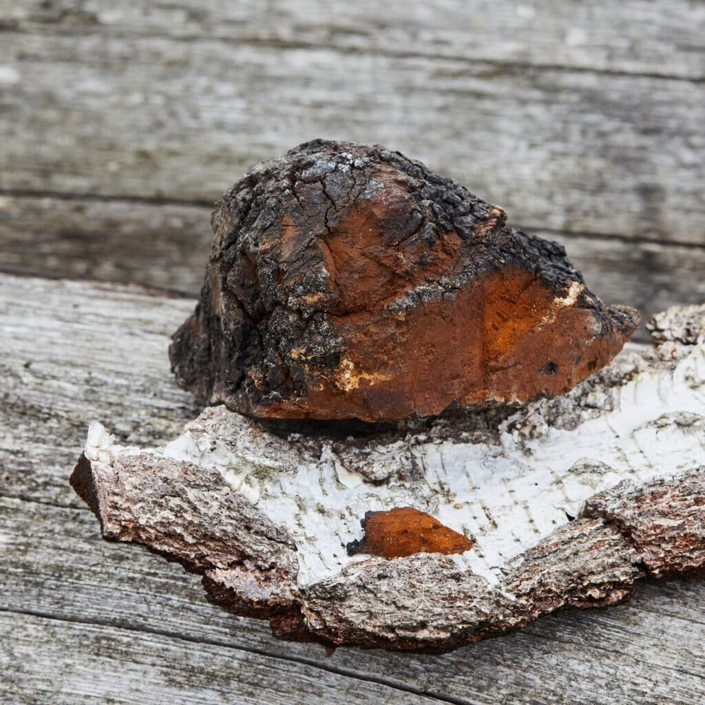 What Is Chaga Mushroom? Everything You Need to Know - Mushroom Appreciation