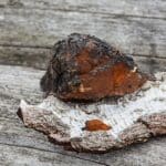What Is Chaga Mushroom? Everything You Need to Know - Mushroom Appreciation