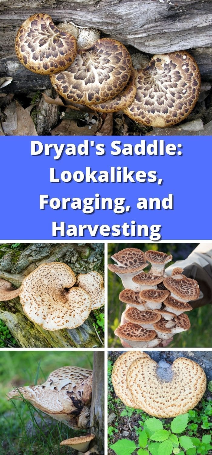 Dryads Saddle Lookalikes Foraging And Harvesting Mushroom Appreciation