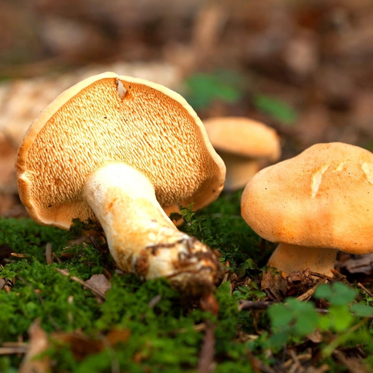 Edible Mushrooms - Mushroom Appreciation