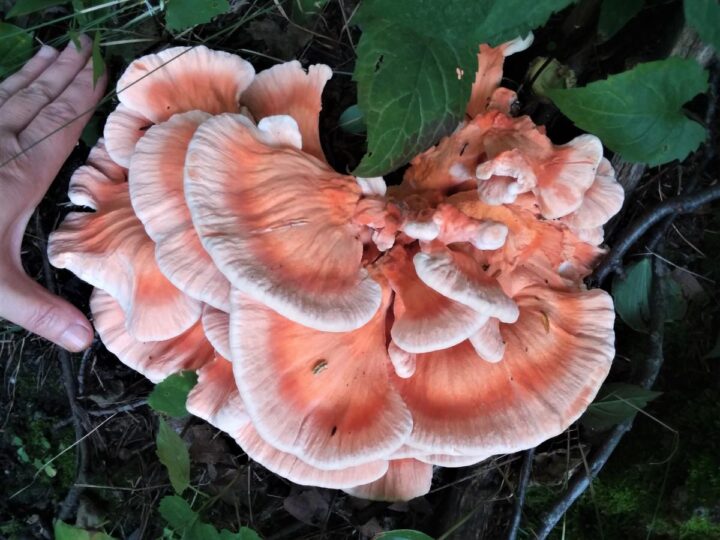 Berkeley's Polypore: Identification, Foraging, and Culinary ...