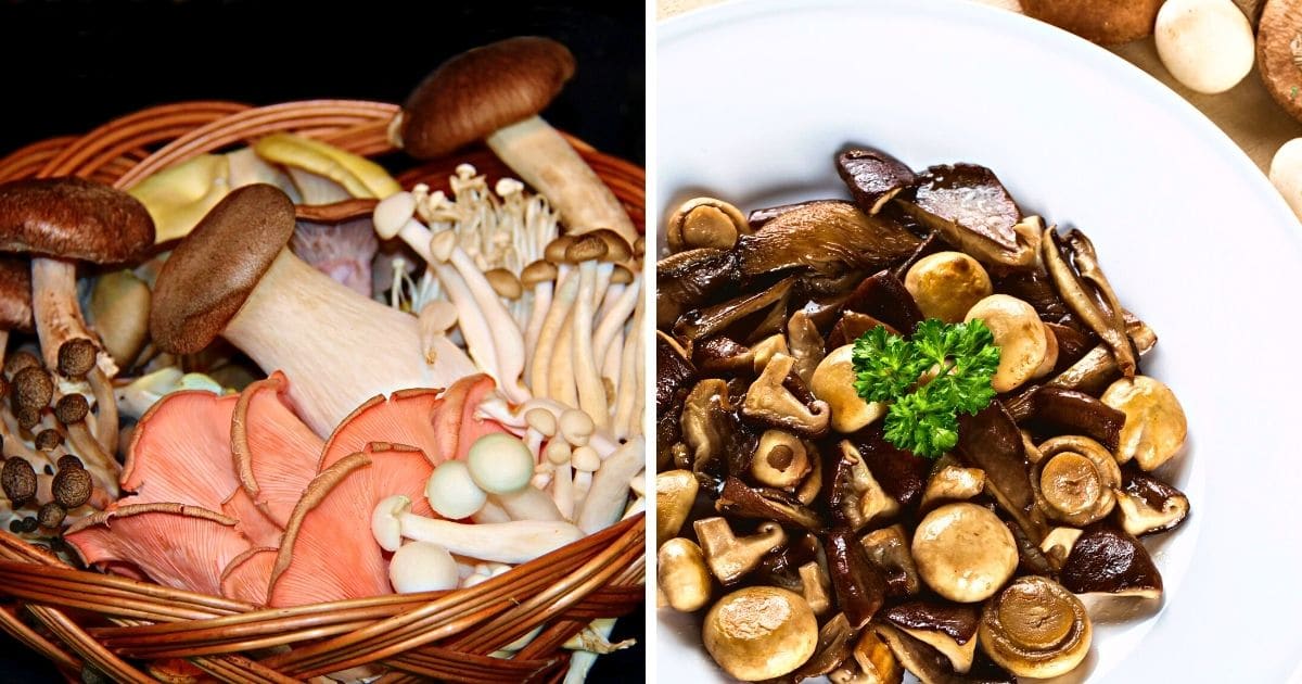 Tasty Information About Edible Mushrooms - Mushroom Appreciation