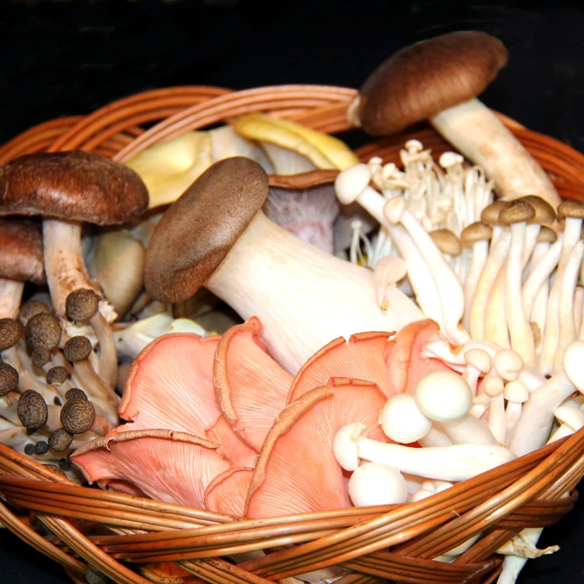 Edible Mushrooms - Mushroom Appreciation