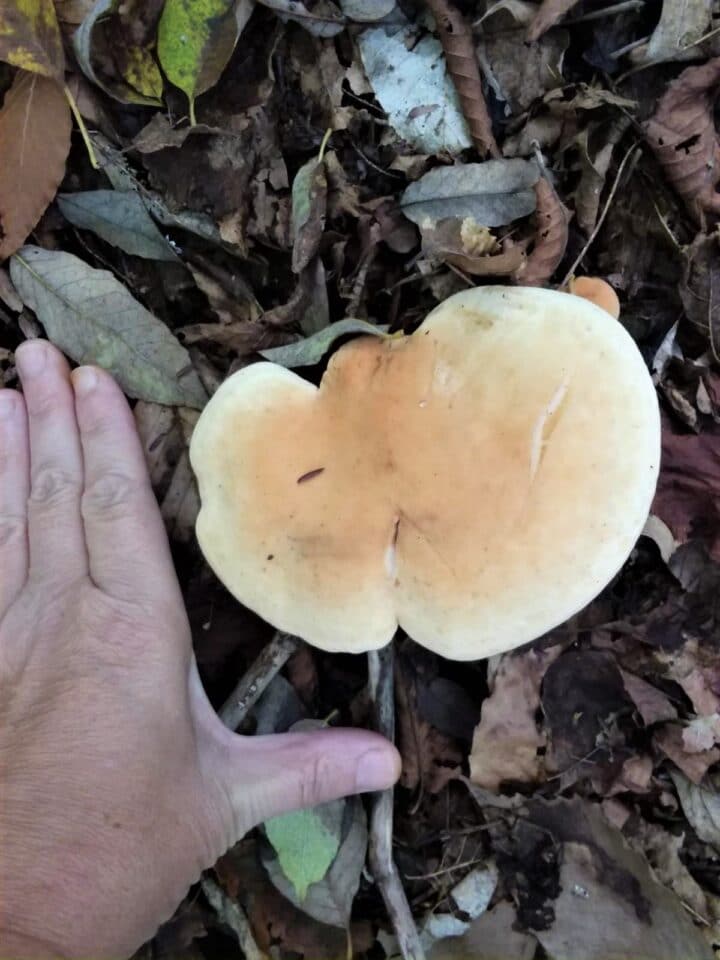 Hedgehog Mushrooms: Identification, Foraging, and Cooking - Mushroom ...