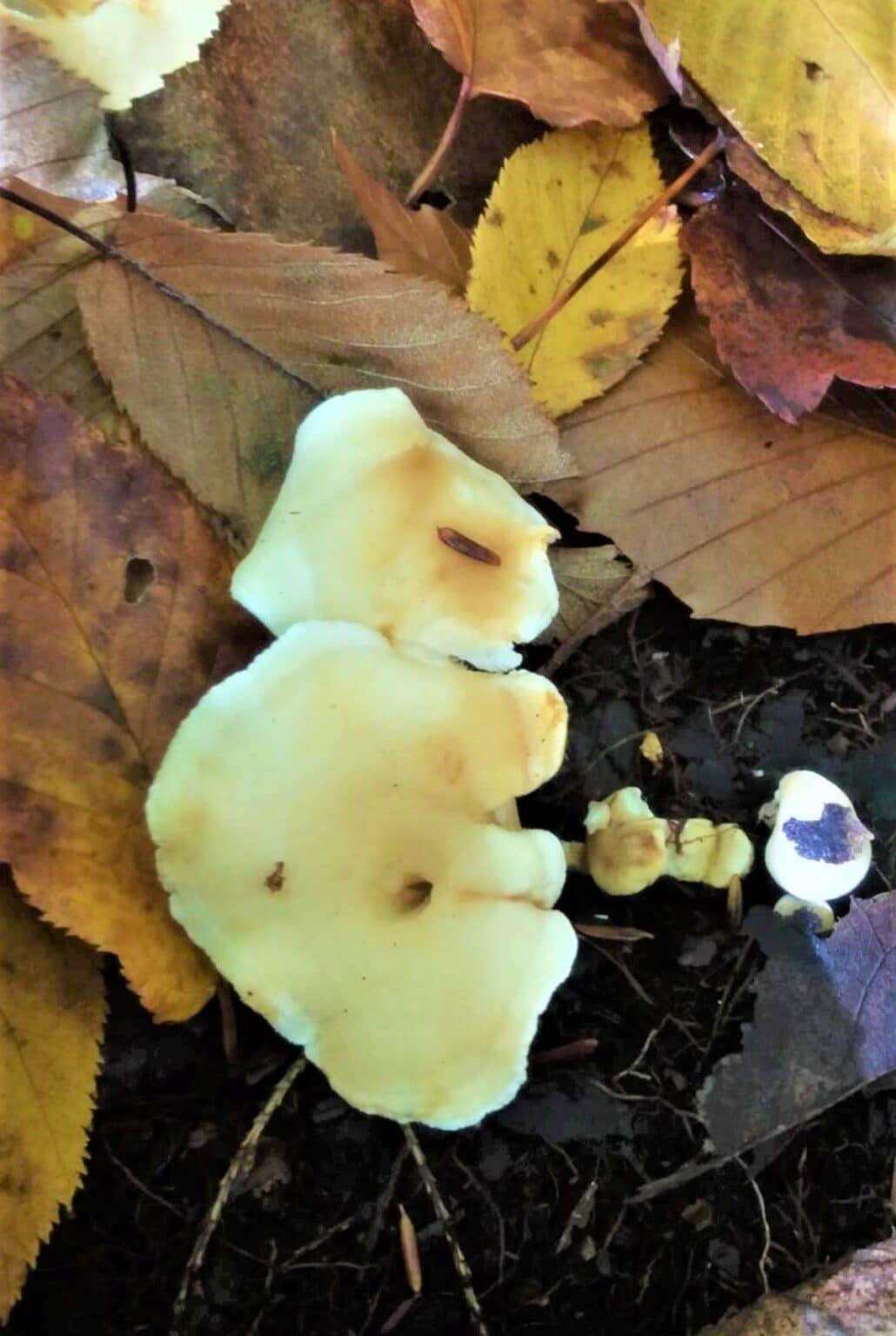 Hedgehog Mushrooms: Identification, Foraging, and Cooking - Mushroom ...
