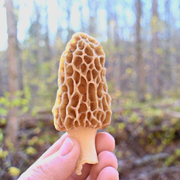 Big Red False Morel: Identification and Edibility Guide For the ...
