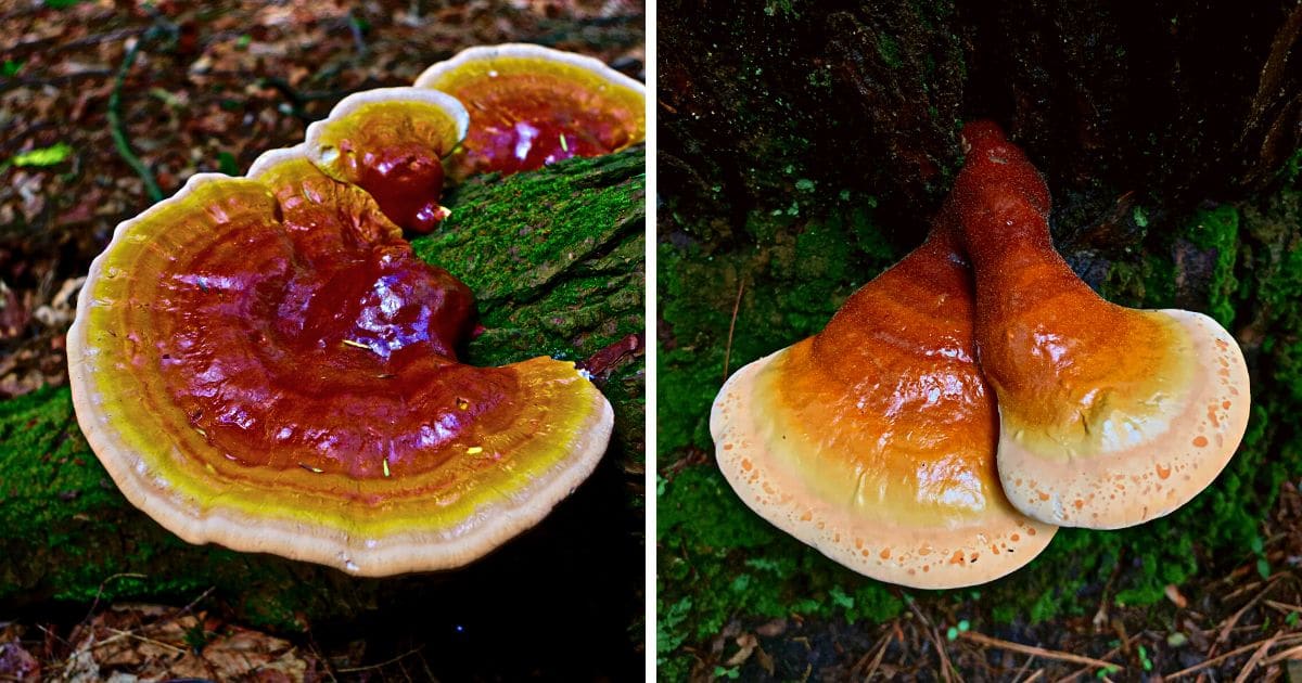 Reishi Mushrooms: Facts, Benefits and History - Mushroom Appreciation