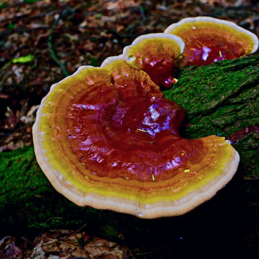 Artist's Conk Fungus: Habitat, Identification, and History - Mushroom ...