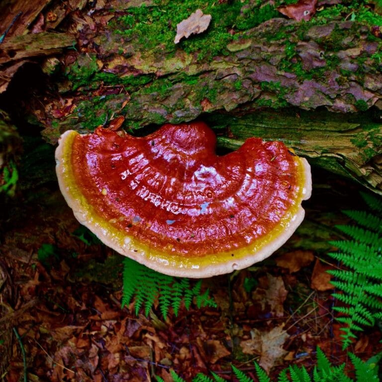 Resinous Polypore: Identification, Foraging, and Lookalikes - Mushroom ...