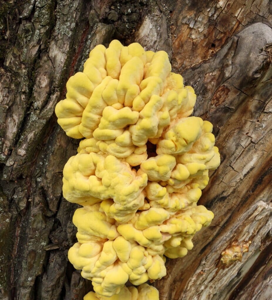 Chasing the Chicken of the Woods (Facts, Identification, and Recipes ...