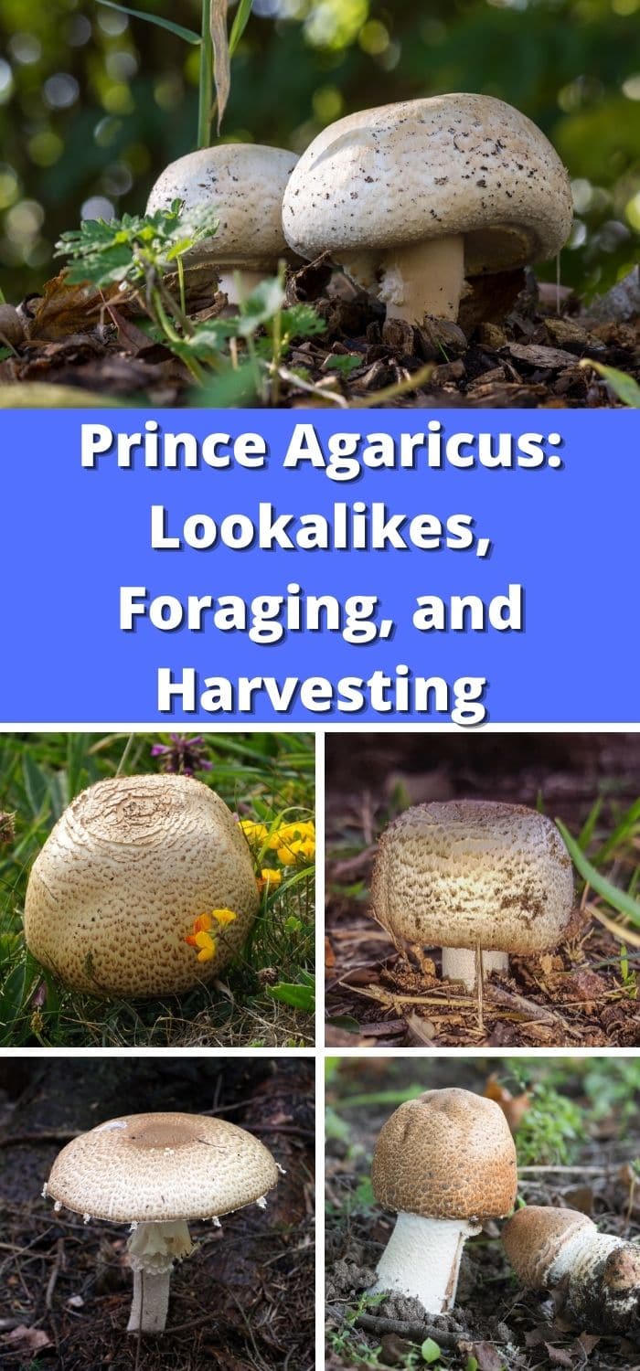 Prince Agaricus: Identification, Foraging, and Lookalikes - Mushroom ...