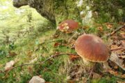 King Boletes Identification and Foraging - Mushroom Appreciation