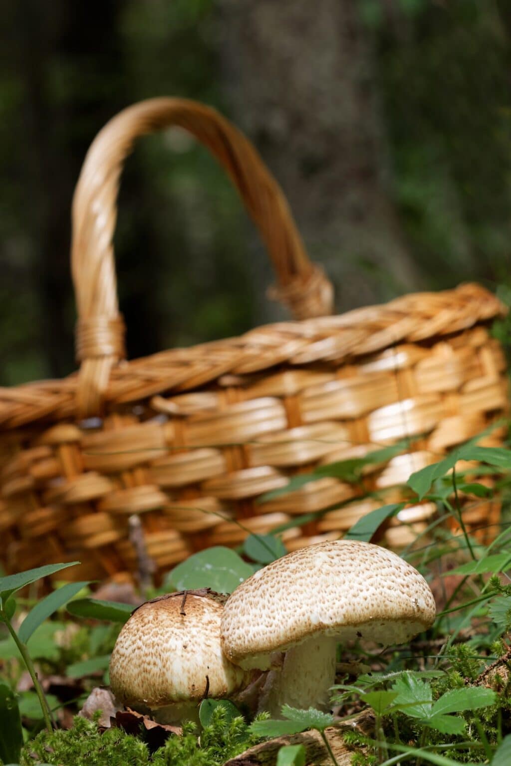 How To Forage Mushrooms Safely: Wild Mushroom Foraging Safety Guide ...