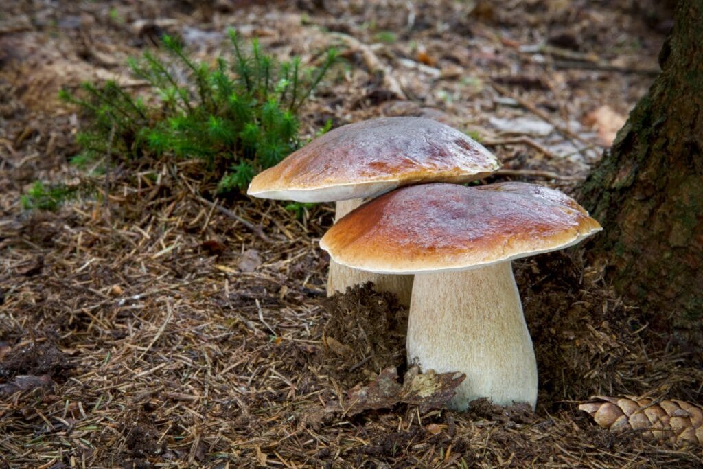 Fall Mushroom Foraging In The Midwest - Mushroom Appreciation