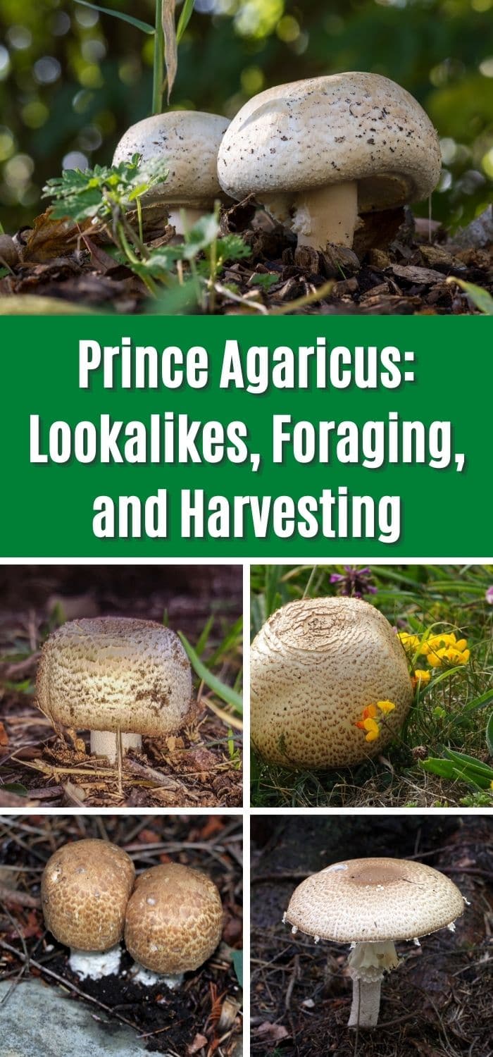 Prince Agaricus: Identification, Foraging, and Lookalikes - Mushroom ...