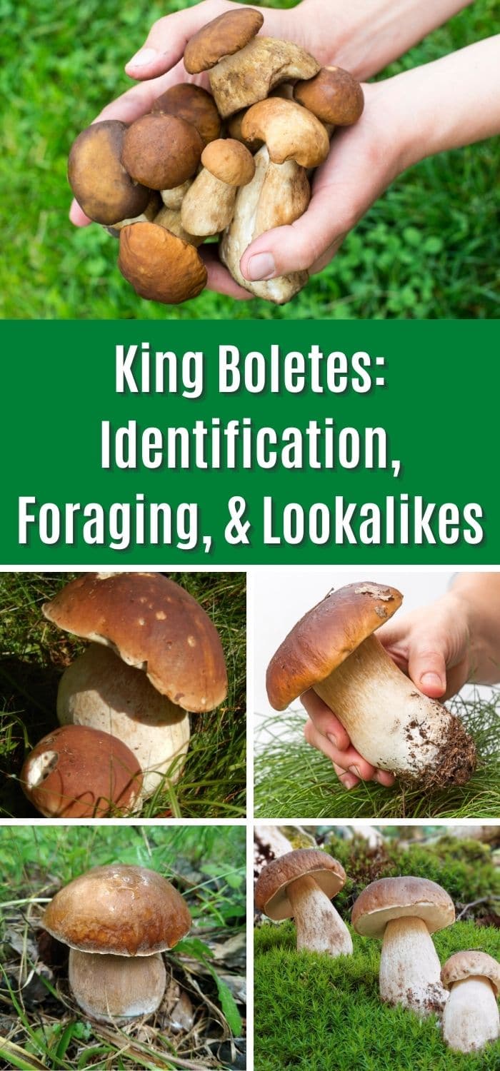 King Boletes Identification and Foraging - Mushroom Appreciation