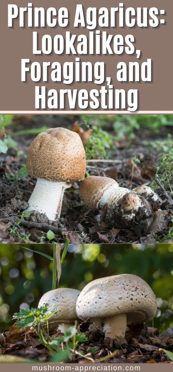 Prince Agaricus: Identification, Foraging, and Lookalikes - Mushroom ...