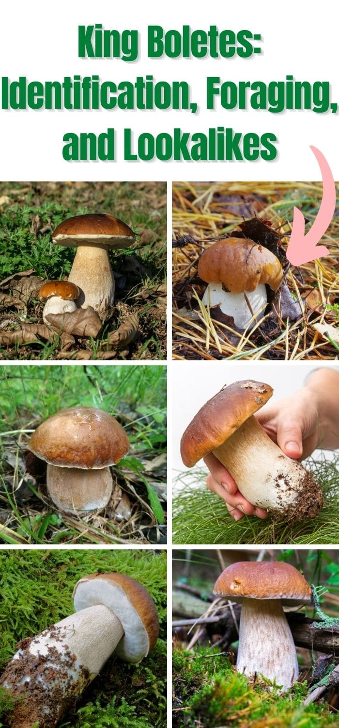 King Boletes Identification and Foraging - Mushroom Appreciation