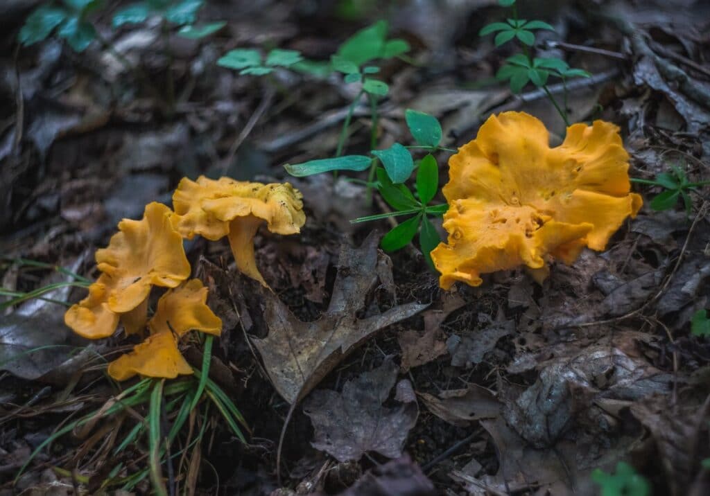25 Top Edible Mushroom Species in North America - Mushroom Appreciation