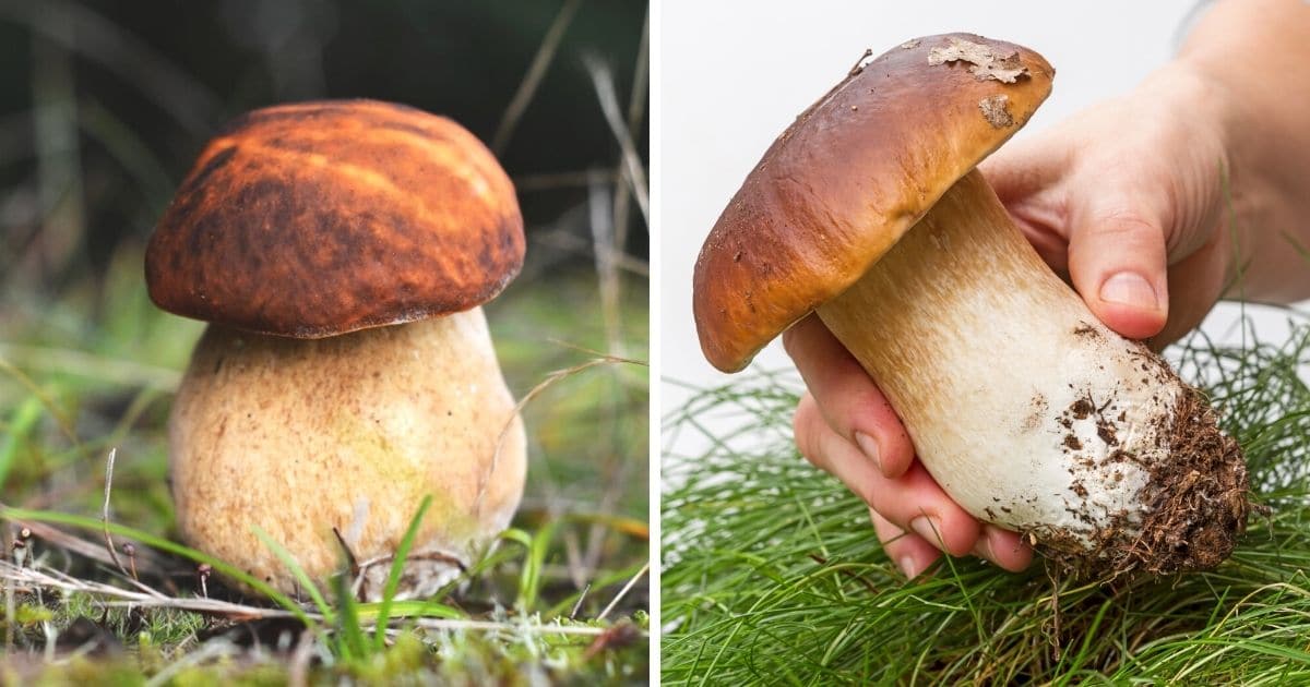 King Boletes Identification and Foraging - Mushroom Appreciation
