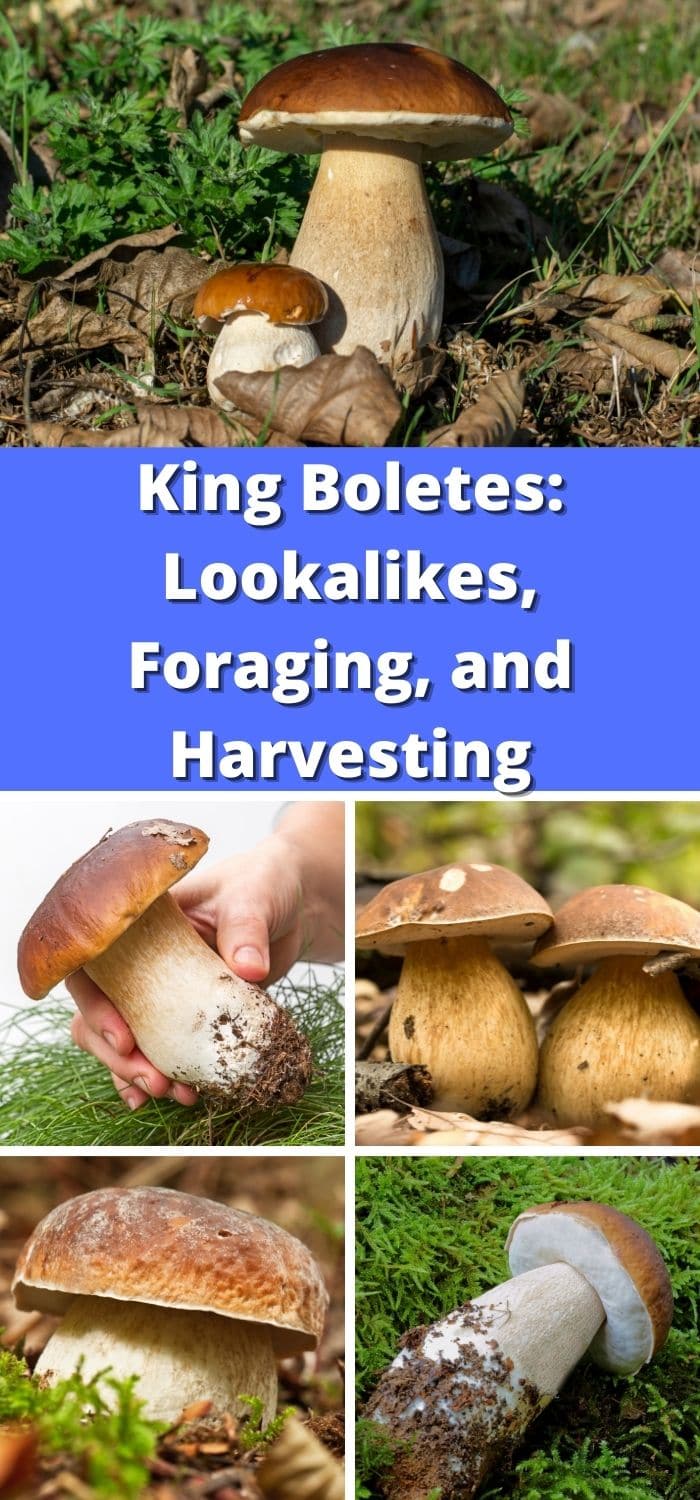 King Boletes Identification and Foraging - Mushroom Appreciation