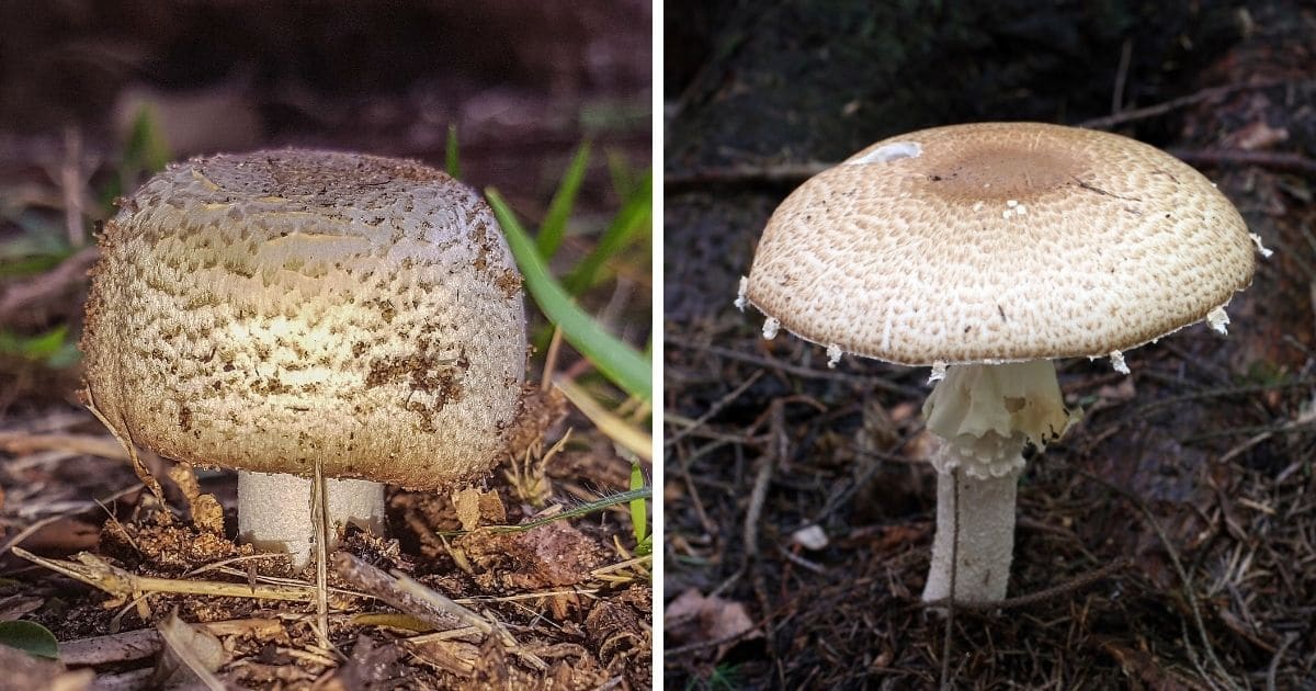 Agaricus Augustus