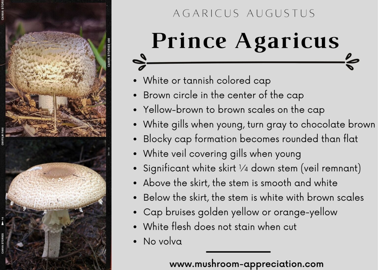 Prince Agaricus: Identification, Foraging, and Lookalikes - Mushroom ...