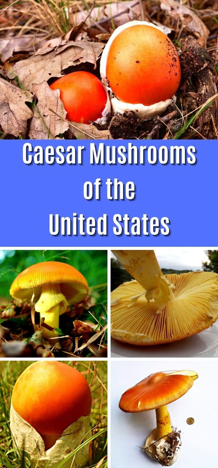 Caesar Mushrooms Foraging and Lookalikes (US Edition) - Mushroom ...