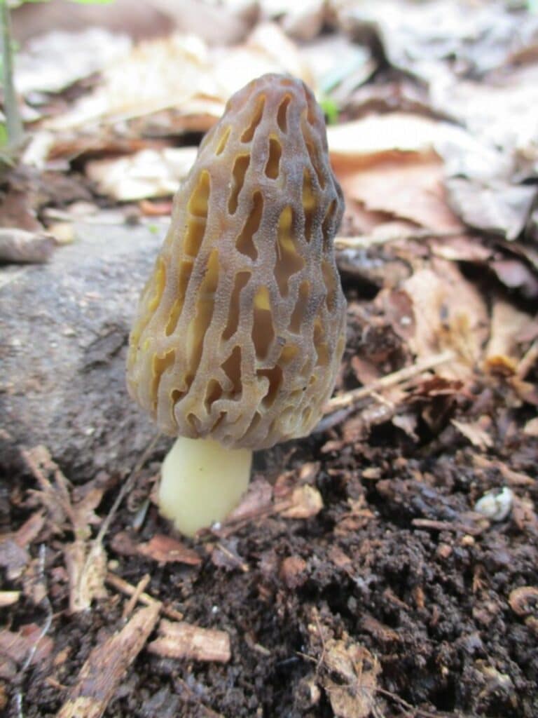 The 18 Morel Mushroom Species of the United States - Mushroom Appreciation
