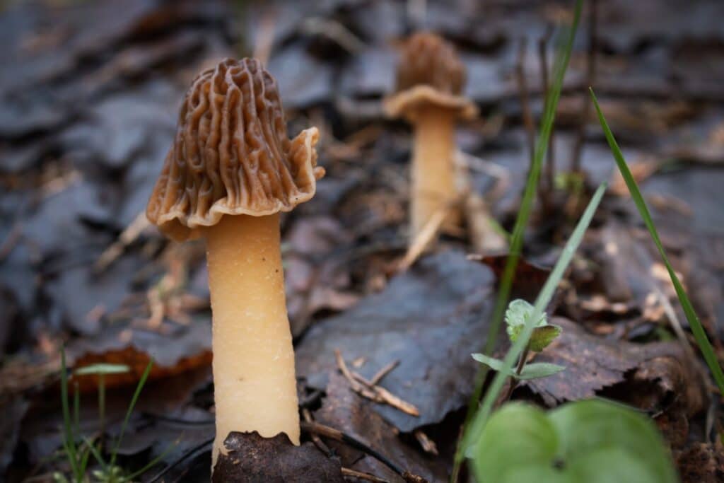 False Morel Mushrooms - Everything You Need to Know - Mushroom Appreciation