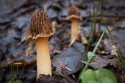 False Morel Mushrooms - Everything You Need to Know - Mushroom Appreciation