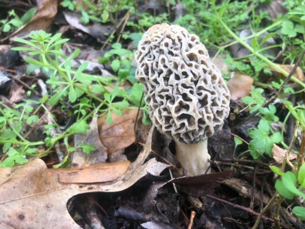 The 18 Morel Mushroom Species of the United States - Mushroom Appreciation