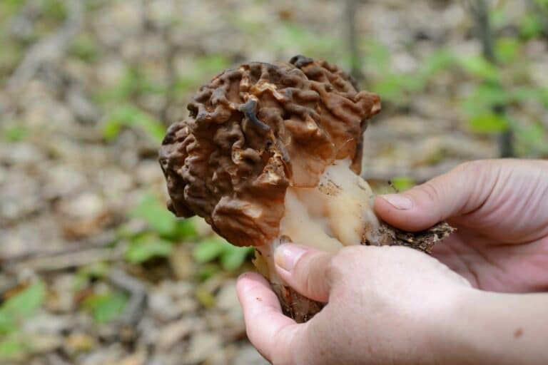 False Morel Mushrooms - Everything You Need to Know - Mushroom Appreciation