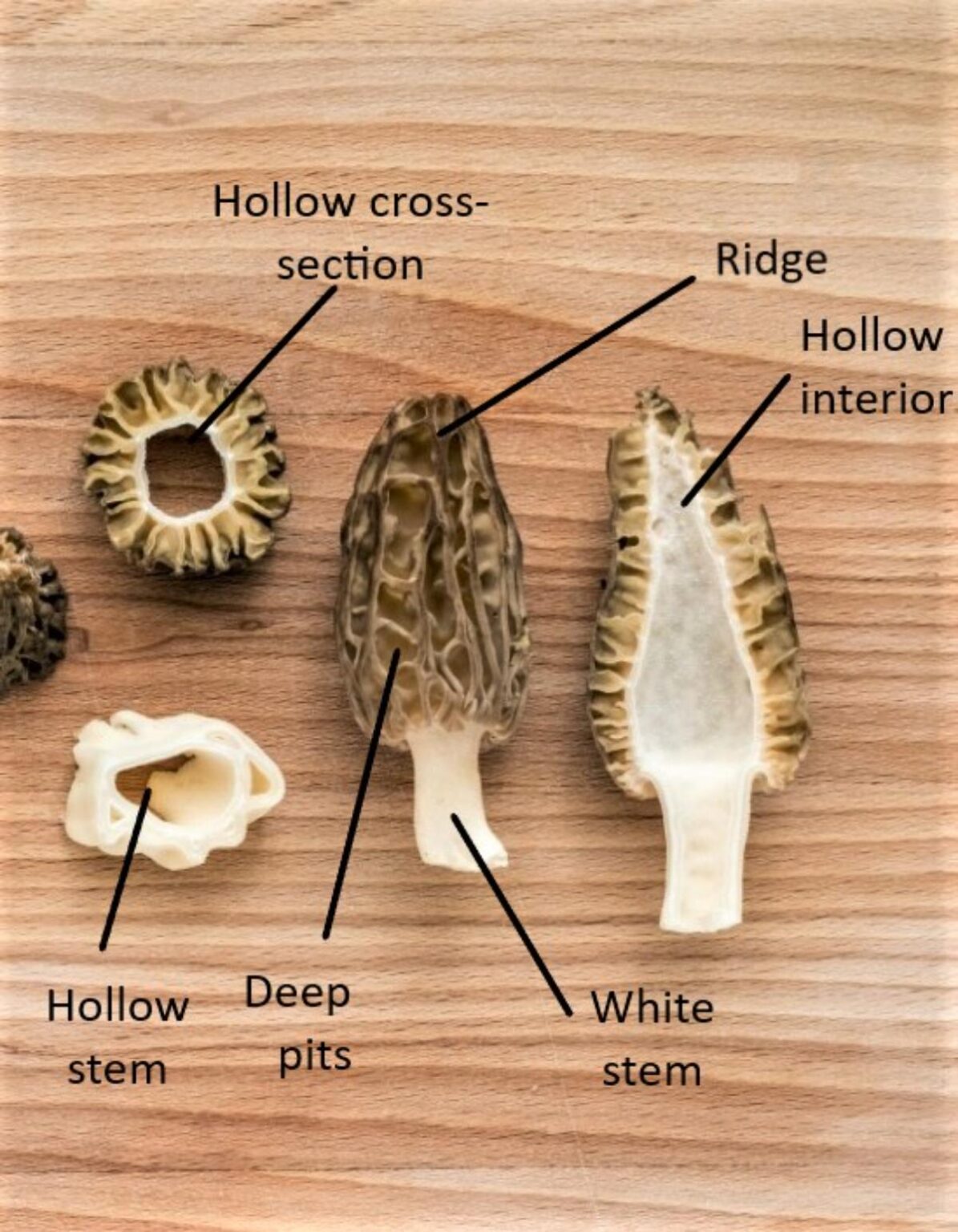 The 18 Morel Mushroom Species of the United States - Mushroom Appreciation