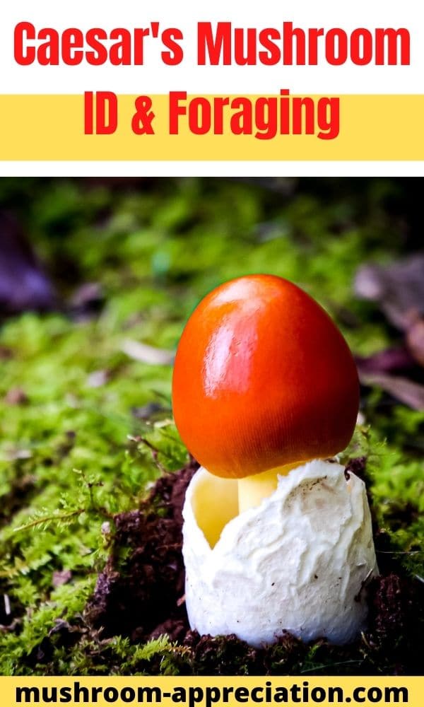 Amanita Caesarea: The Edible Caesar's Mushroom - Mushroom Appreciation