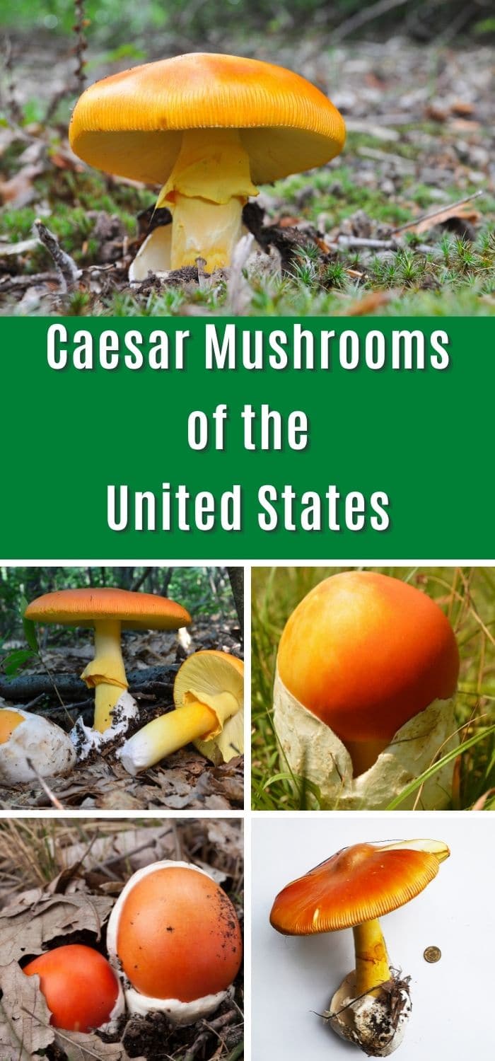 Caesar Mushrooms Foraging and Lookalikes (US Edition) - Mushroom ...