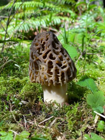 The 18 Morel Mushroom Species of the United States - Mushroom Appreciation