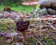 False Morel Mushrooms - Everything You Need to Know - Mushroom Appreciation