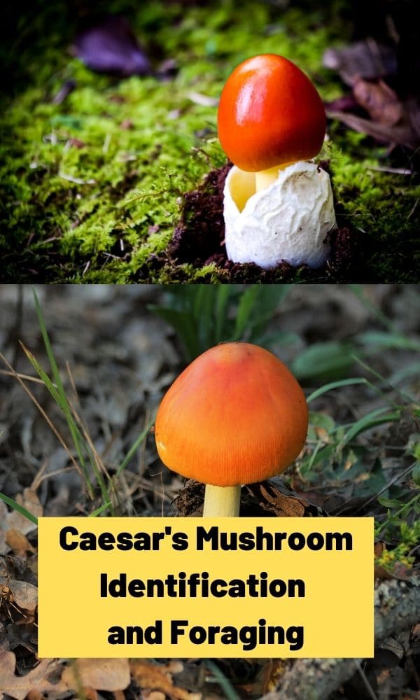 Amanita Caesarea: The Edible Caesar's Mushroom - Mushroom Appreciation