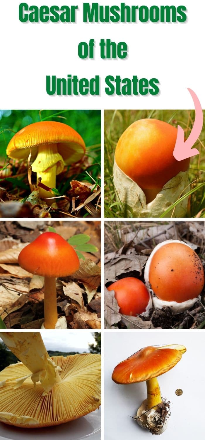 Caesar Mushrooms Foraging and Lookalikes (US Edition) - Mushroom ...