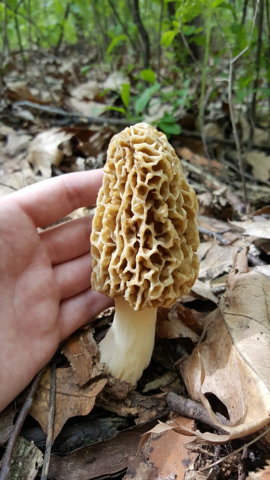Elephant Ear False Morels: A Complete Guide To Identification and ...
