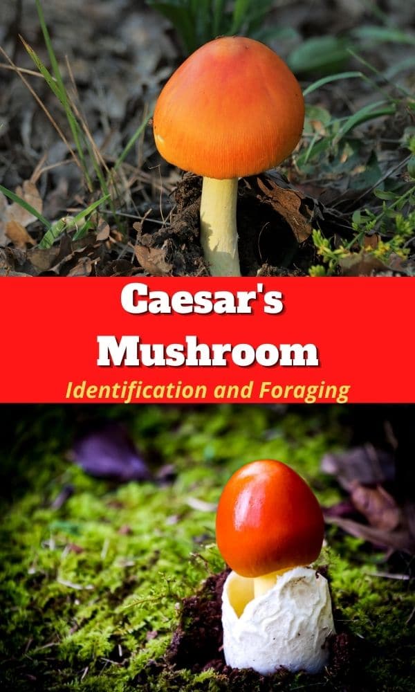 Amanita Caesarea: The Edible Caesar's Mushroom - Mushroom Appreciation